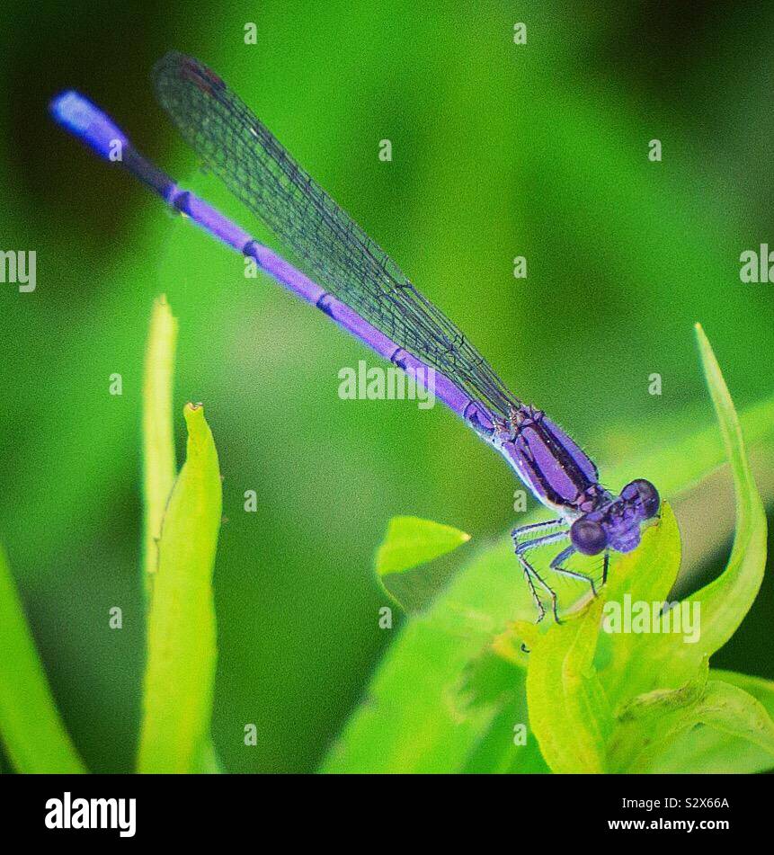 Violet dancer damselfly hi-res stock photography and images - Alamy