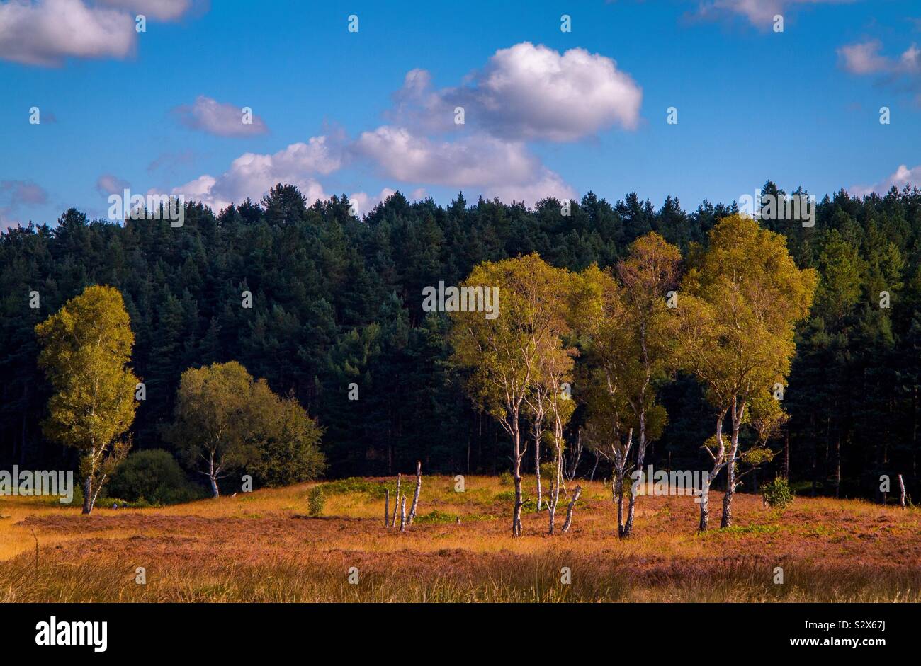 Cannock chase woods hi-res stock photography and images - Alamy