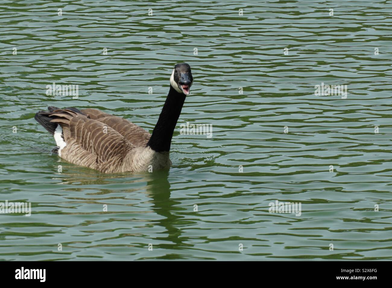 Goose honking hi-res stock photography and images - Alamy