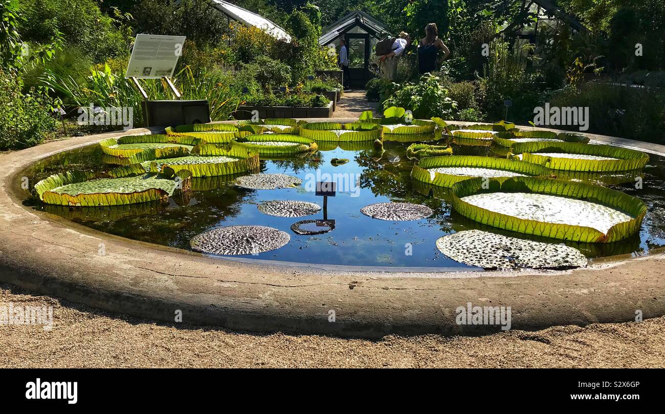 Hortus botanicus botanical gardens Amsterdam Stock Photo - Alamy