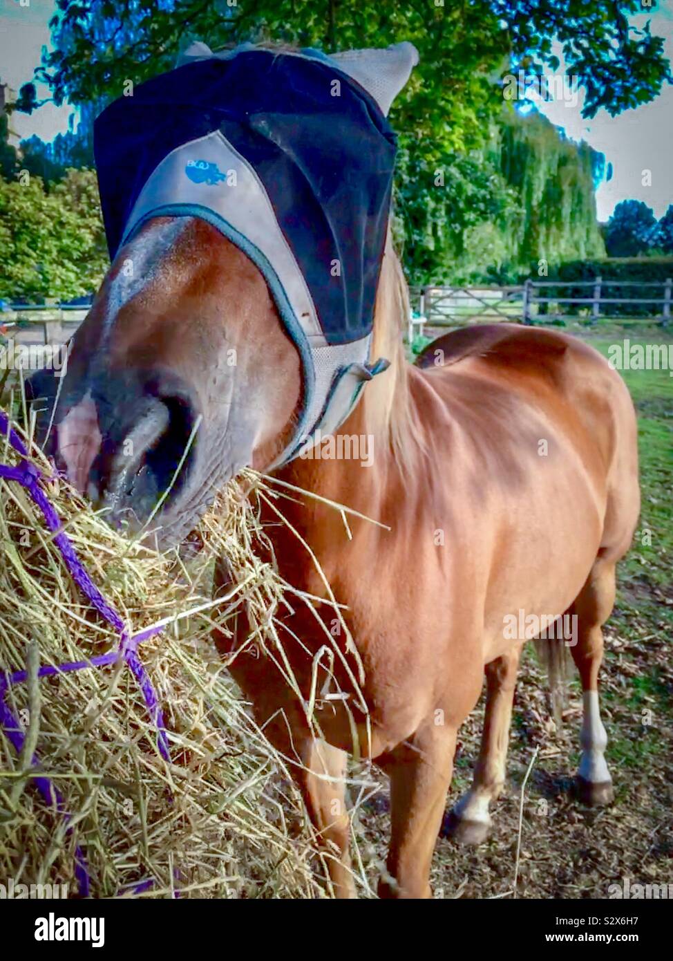 Hooded Horse Eating Hay Stock Photo - Alamy