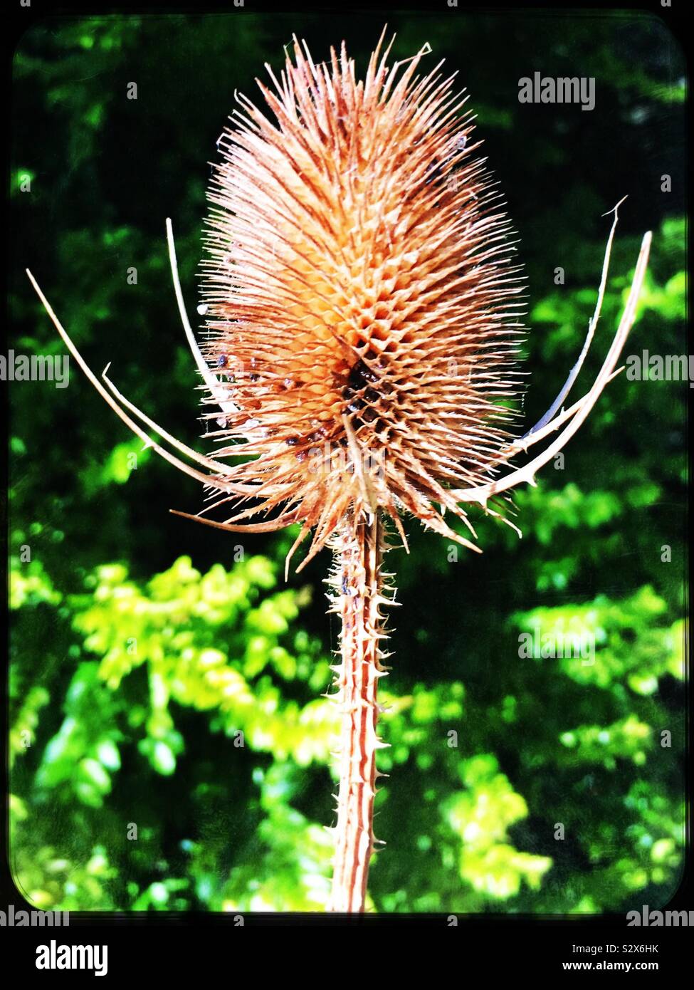 Spiky teasel flower uk hi-res stock photography and images - Alamy