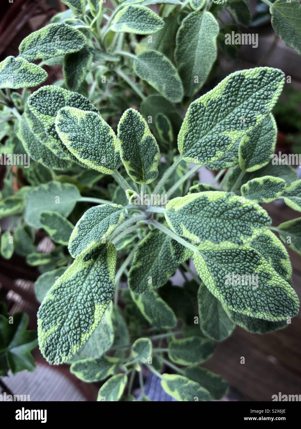 The herb golden sage has pebbly-textured green leaves surrounded by a ...