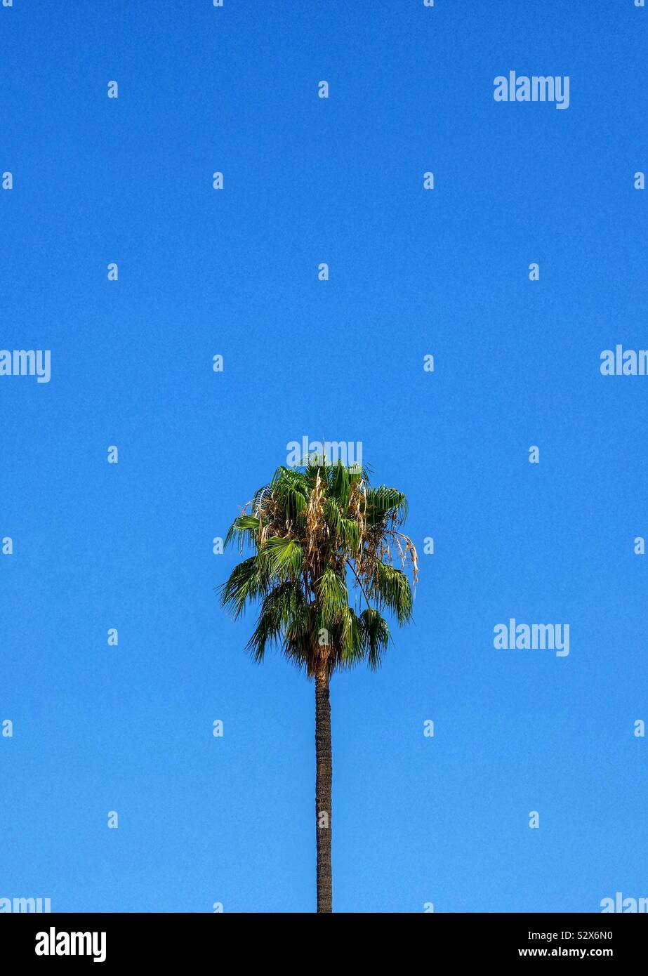 Isolated palm tree hi-res stock photography and images - Alamy