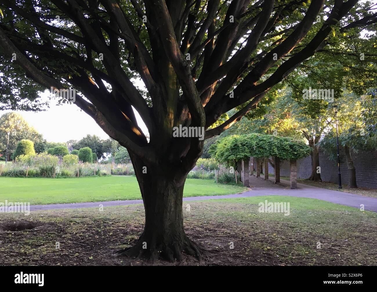 A well grounded and strong tree at Winston park in Cheltenham Uk Stock ...
