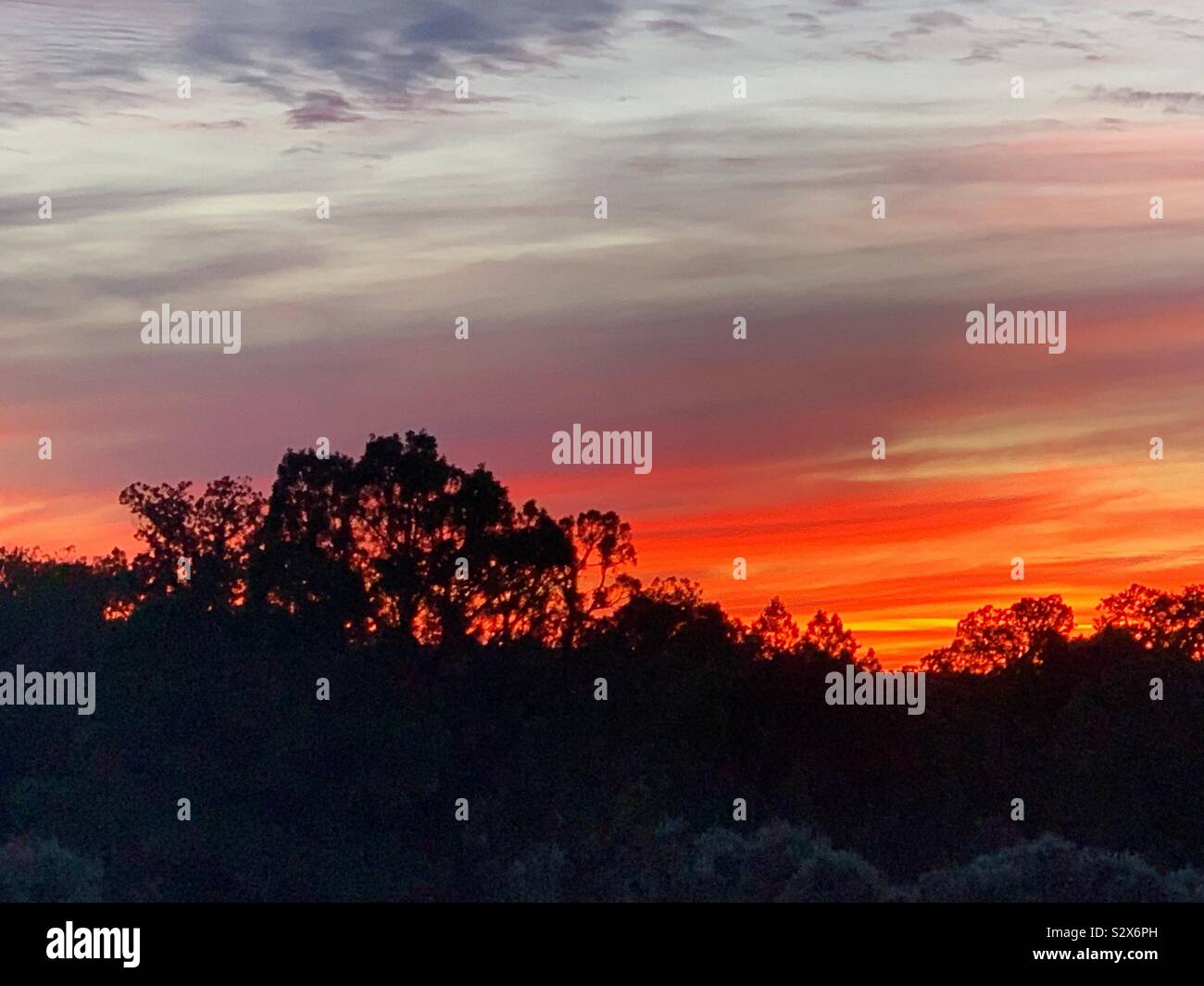 Red sunset and a tree silhouette Stock Photo - Alamy