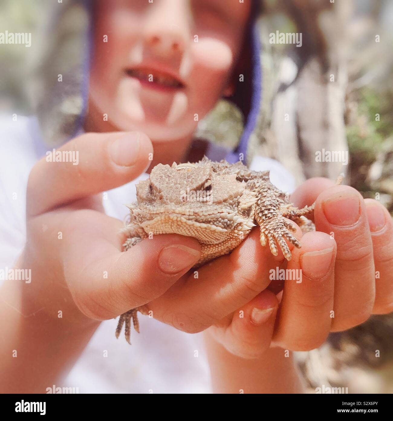 Hornet toad lizard caught in the desert Stock Photo - Alamy