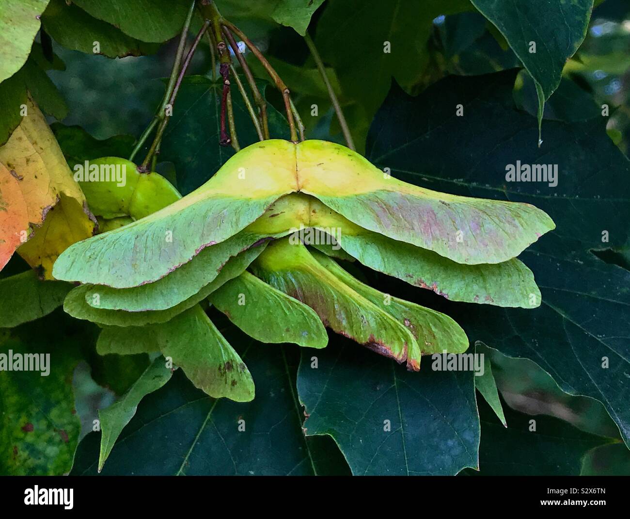 Sycamore seeds hi-res stock photography and images - Alamy