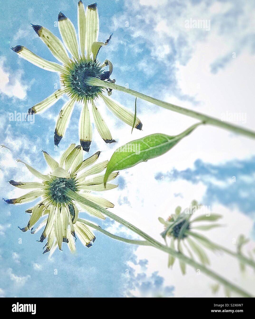 Fading blooms hi-res stock photography and images - Alamy