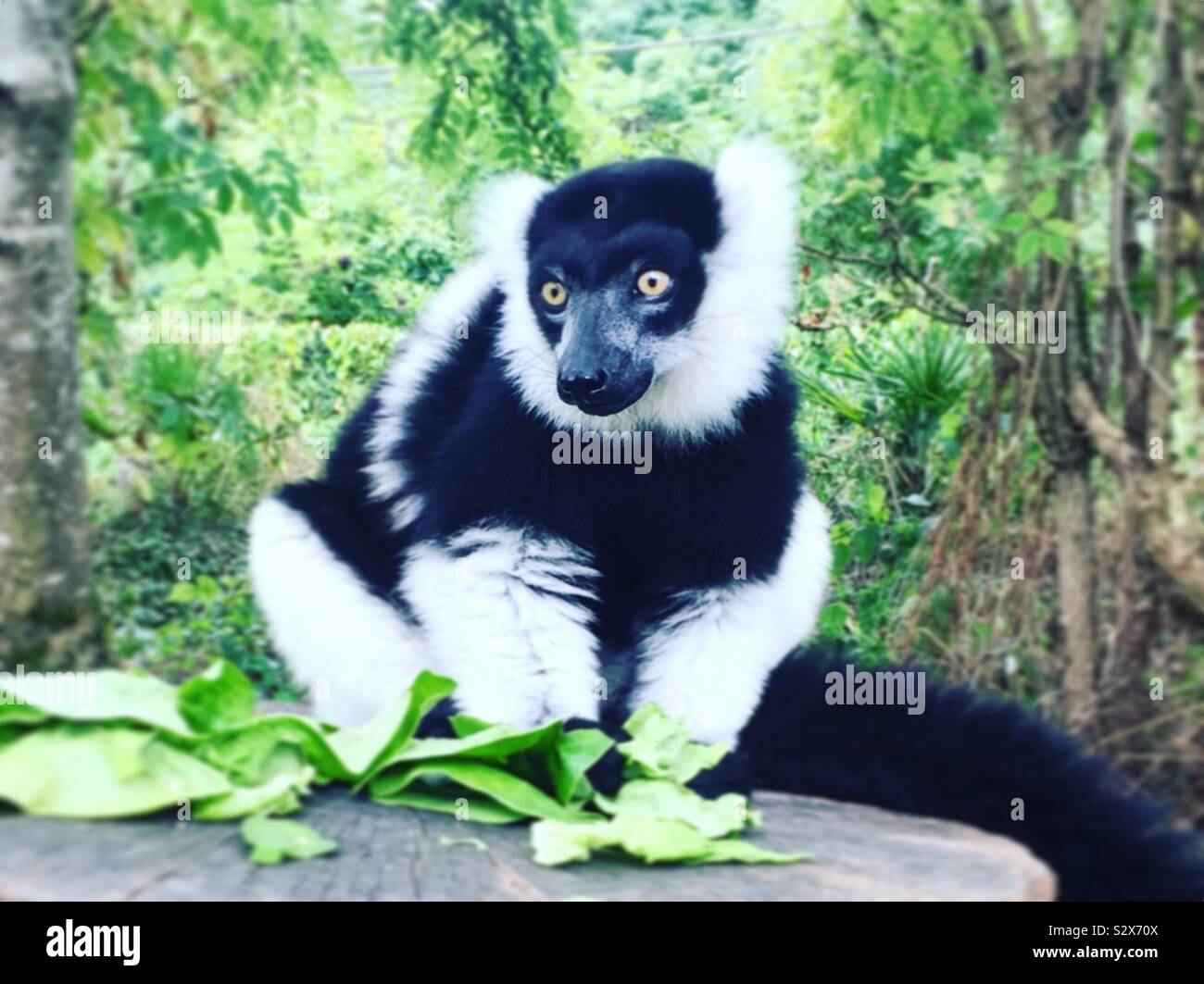 White Belted Ruffed Lemur with lunch Stock Photo - Alamy