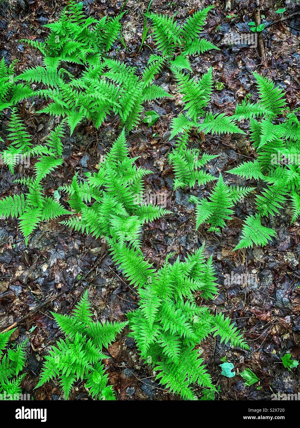 Understory of ferns hi-res stock photography and images - Alamy