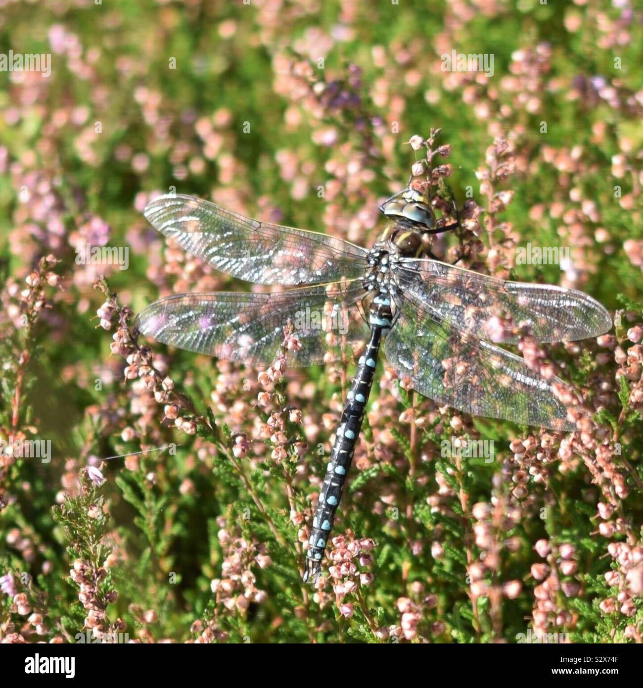 Common Hawker dragonfly Stock Photo - Alamy