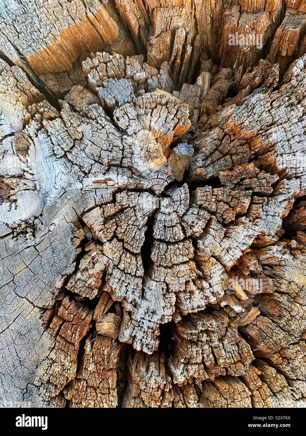Old tree stump Stock Photo - Alamy
