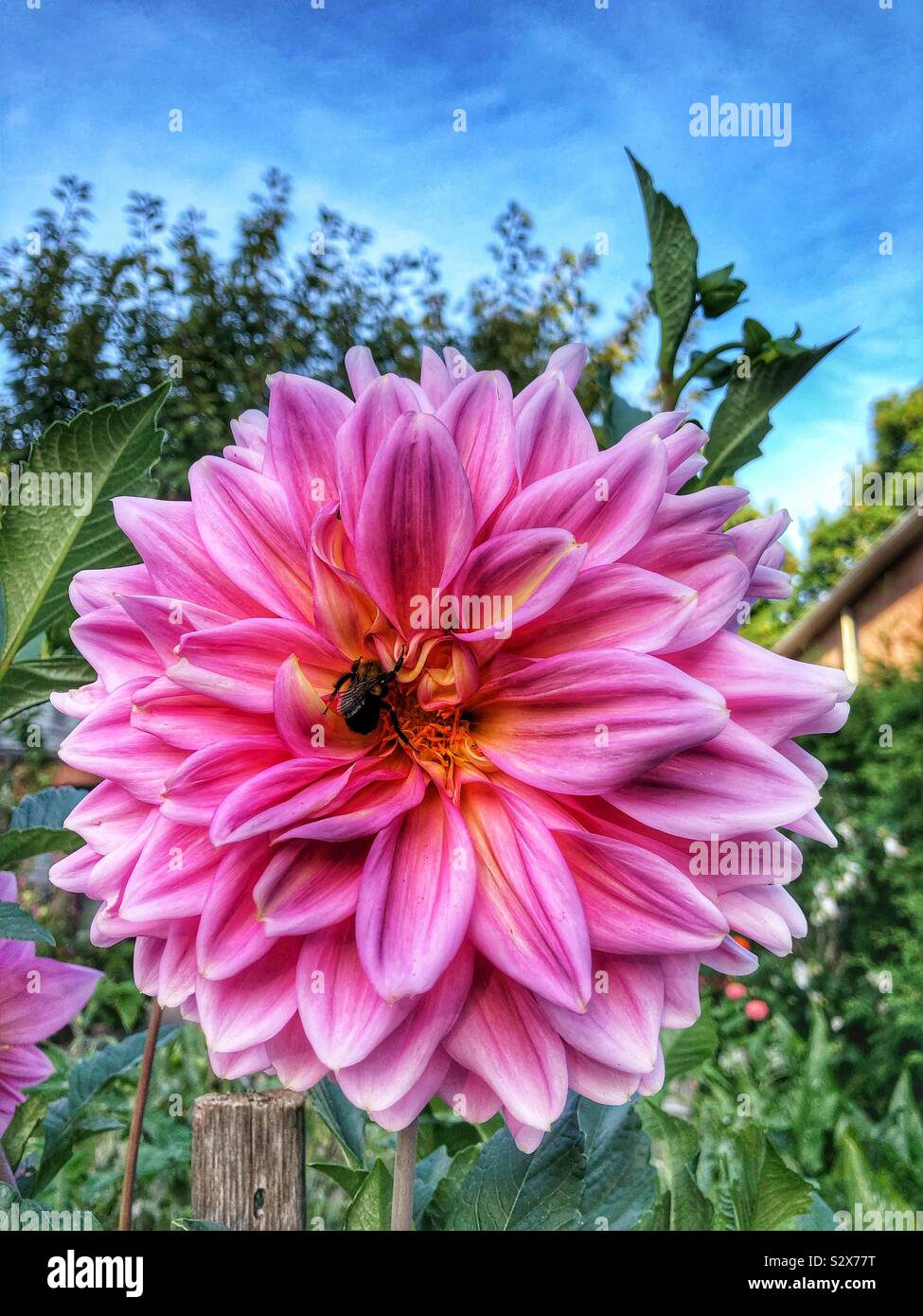 Pink bloom hi-res stock photography and images - Alamy