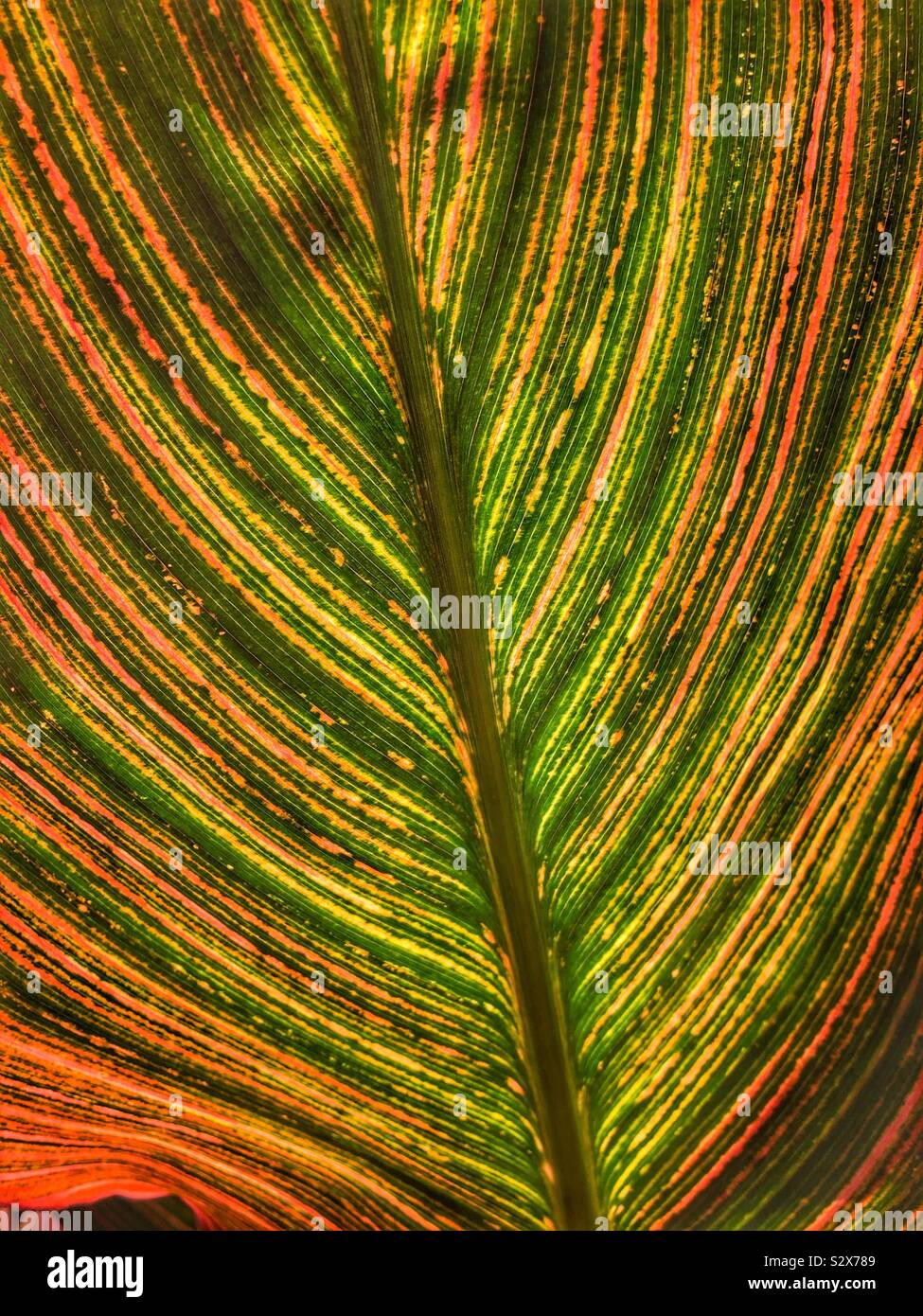 Large leaf hi-res stock photography and images - Alamy