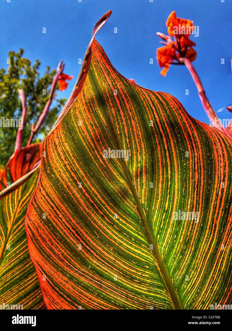 Textures in nature Stock Photo - Alamy