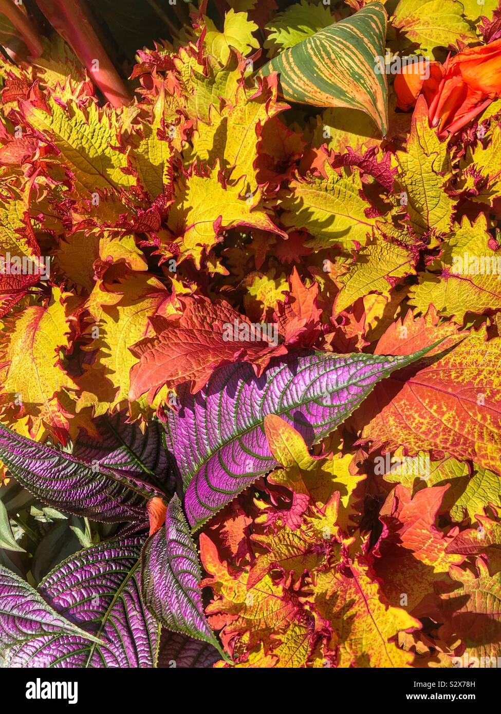 The colours of nature Stock Photo - Alamy