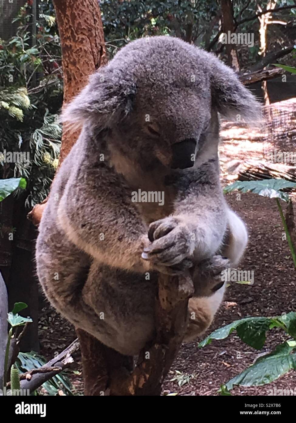 Australia koala in nature hi-res stock photography and images - Alamy