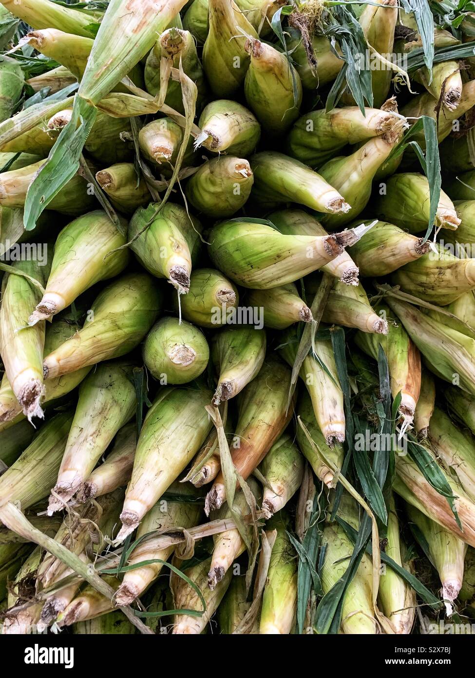 Pile of fresh corn on the cob with husks Stock Photo - Alamy