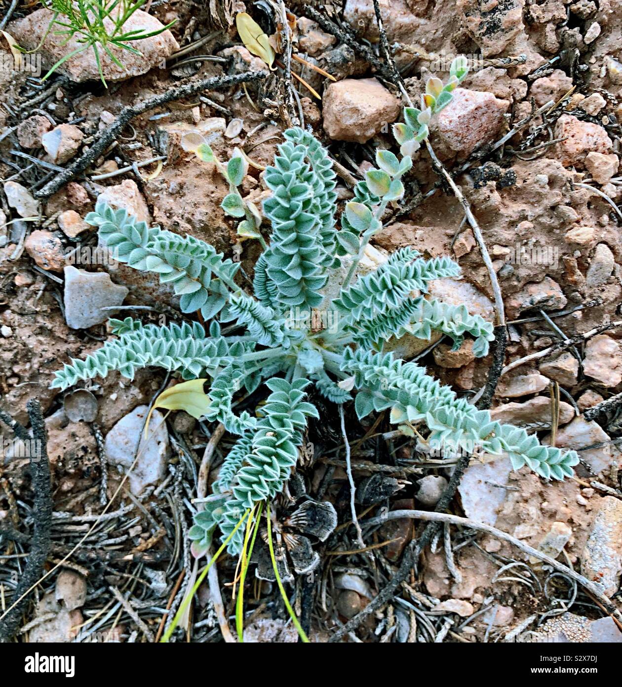 Desert plant hi-res stock photography and images - Alamy