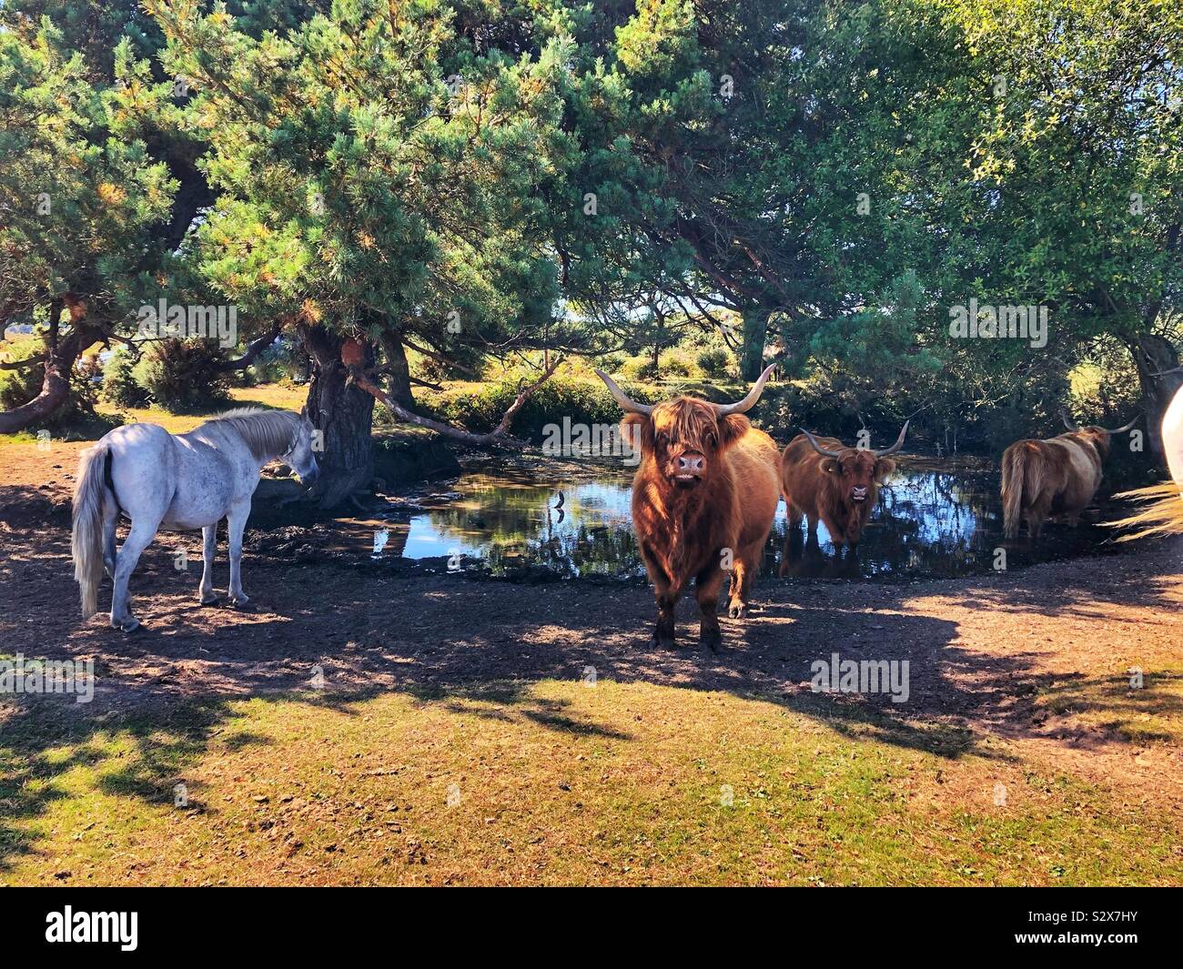 New Forest ponies and Highland cattle Stock Photo - Alamy