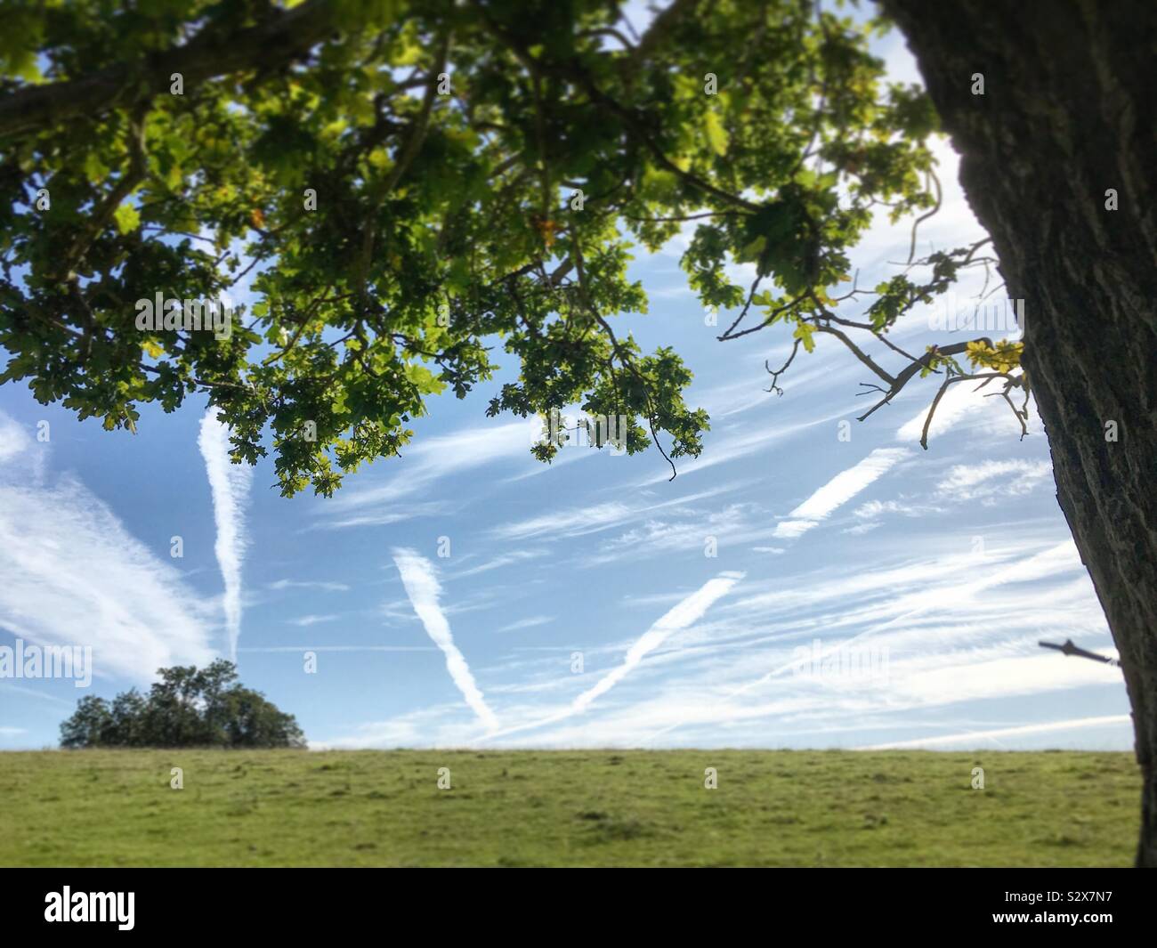 View from under an oak tree Stock Photo - Alamy