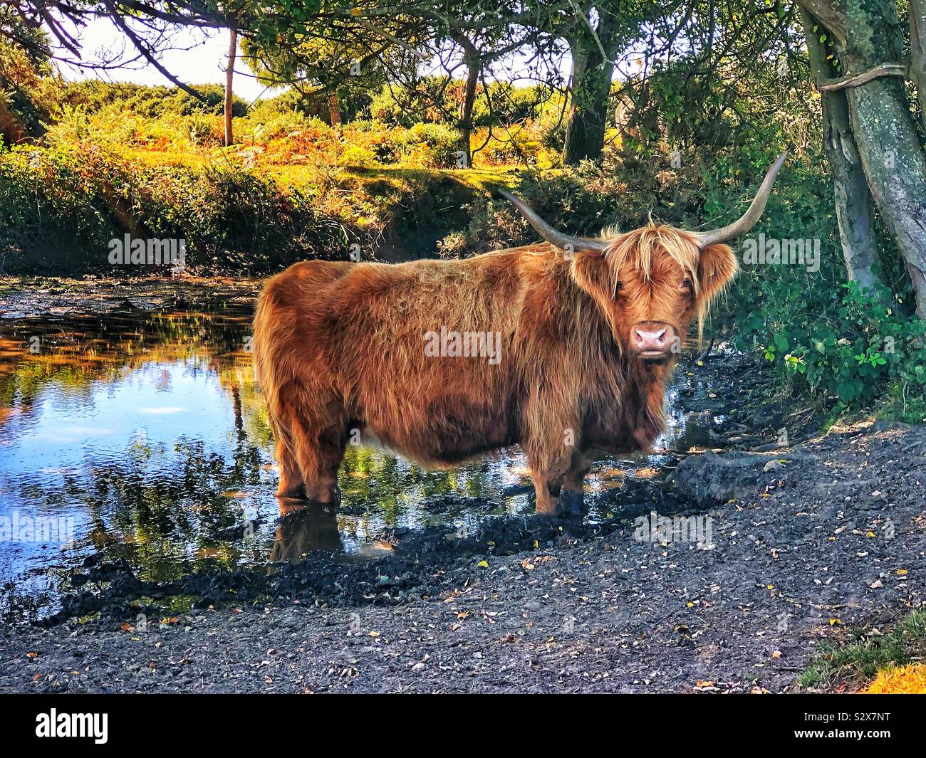 New Forest Highland Cow Stock Photo - Alamy