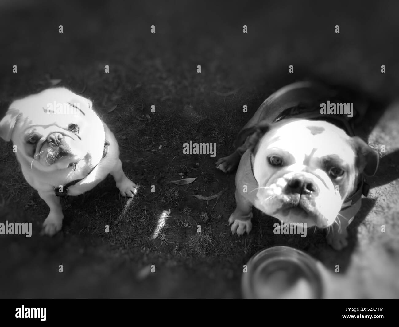 Waiting pug hi-res stock photography and images - Alamy