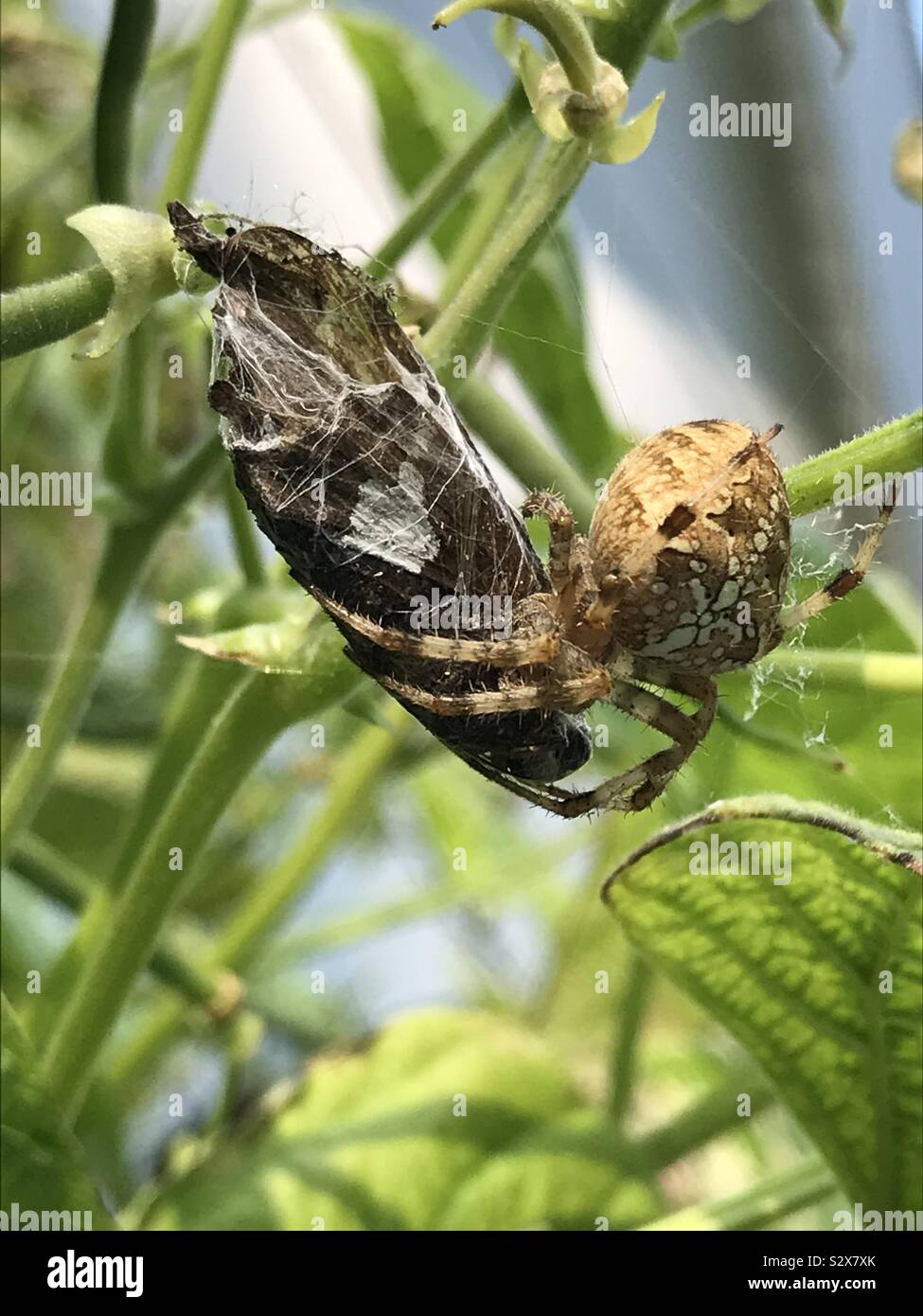 Spider moth hi-res stock photography and images - Alamy