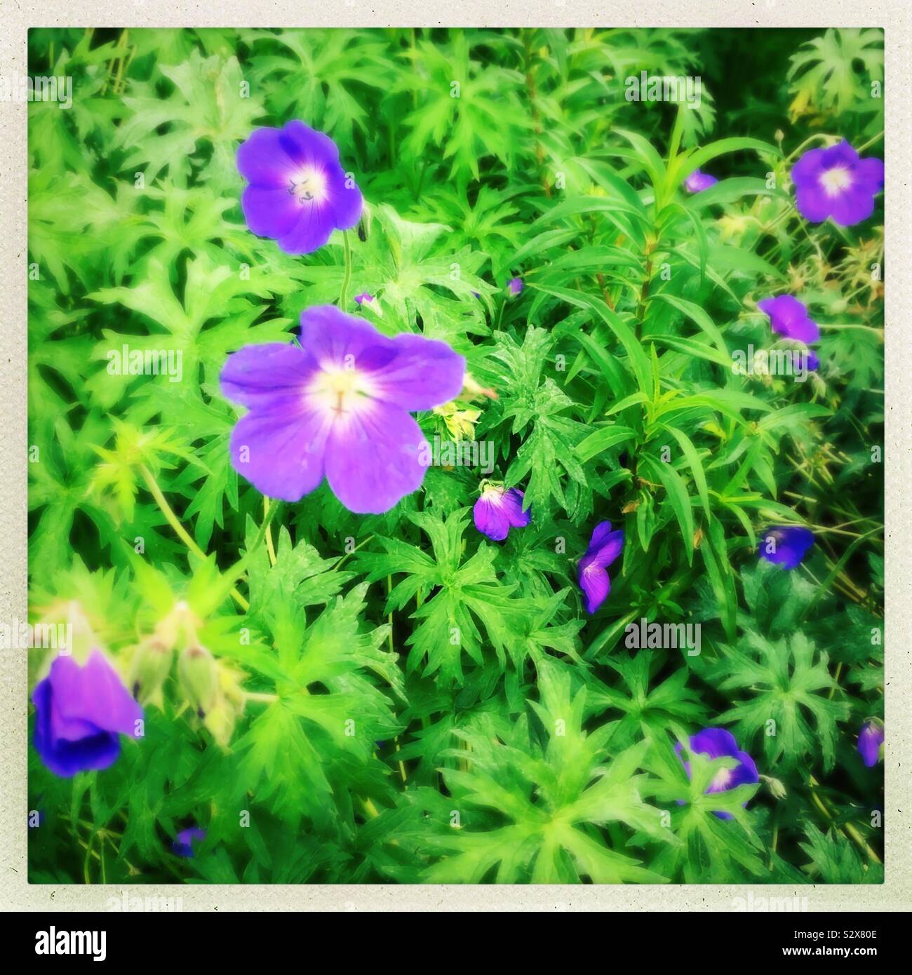 Purple geranium flowers hi-res stock photography and images - Alamy