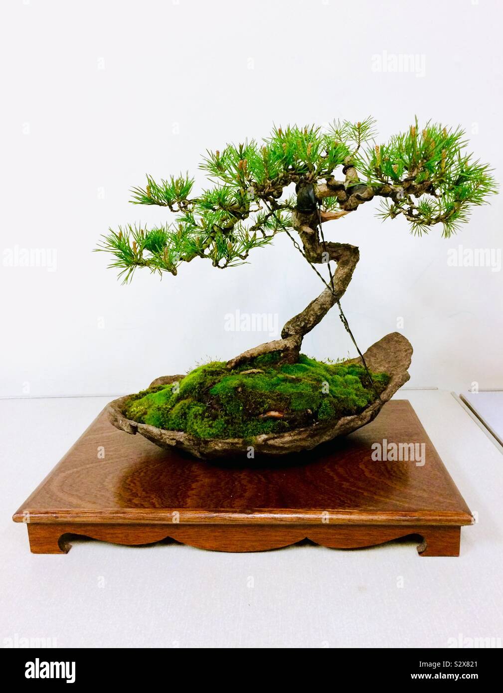 Pine Bonsai Tree in contemporary pot Stock Photo - Alamy