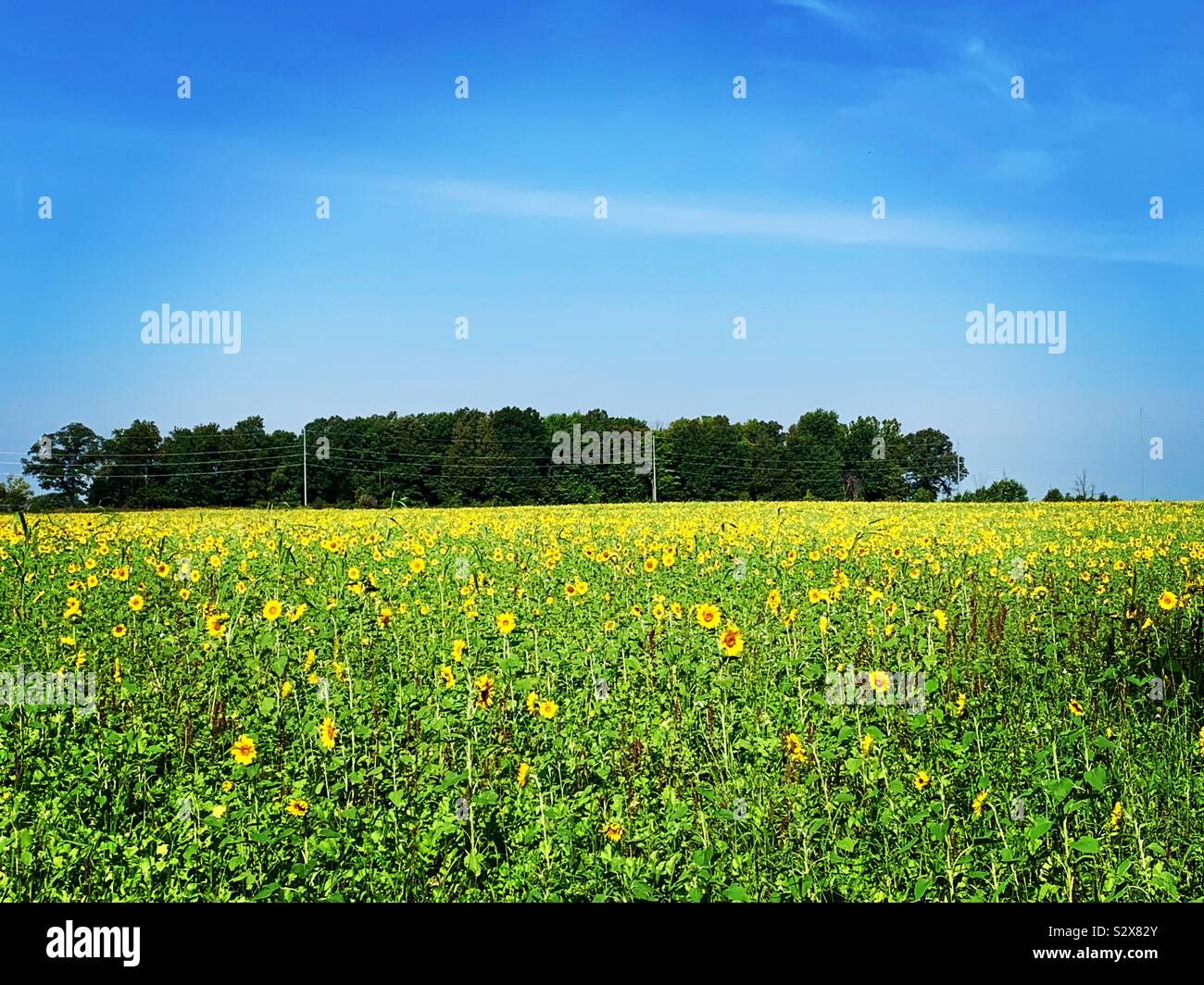 Yellow Sunflower field and trees with blue sky in Ohio Stock Photo - Alamy