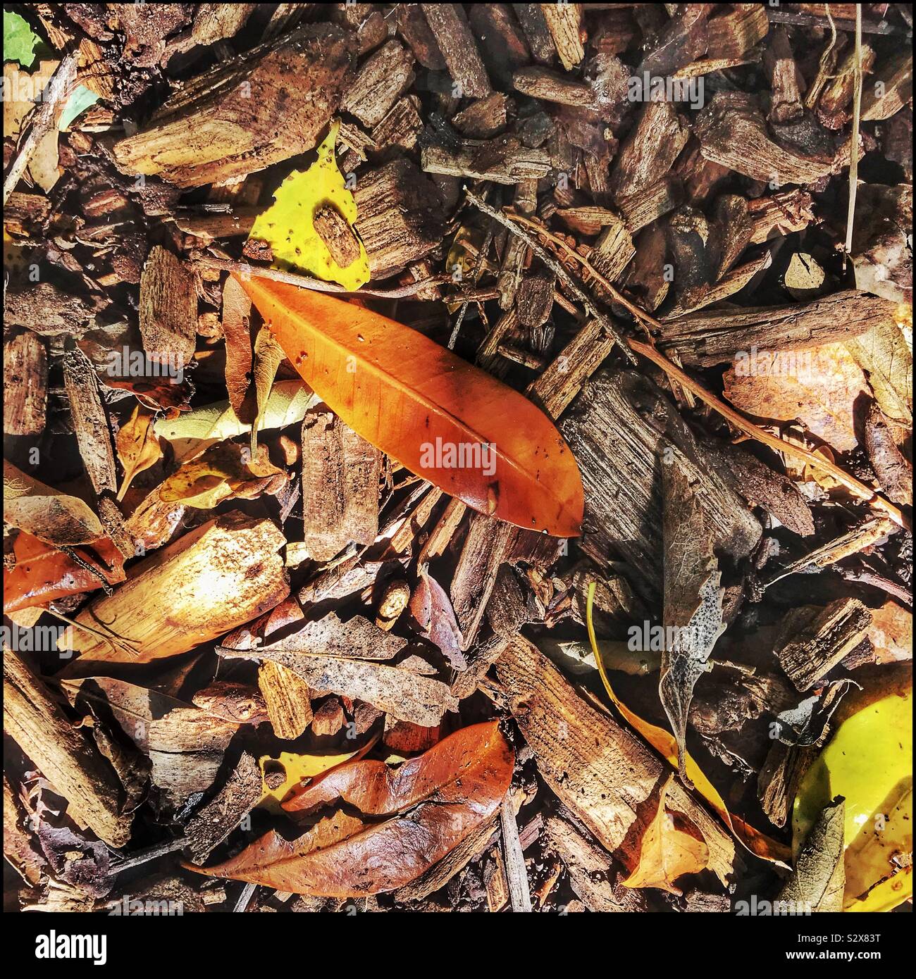 Autumn leaves on bark Stock Photo - Alamy