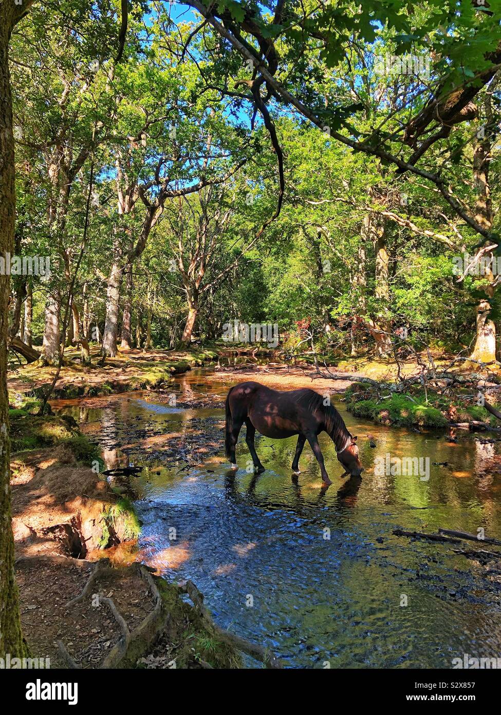 New Forest pony drinking from a stream Stock Photo - Alamy
