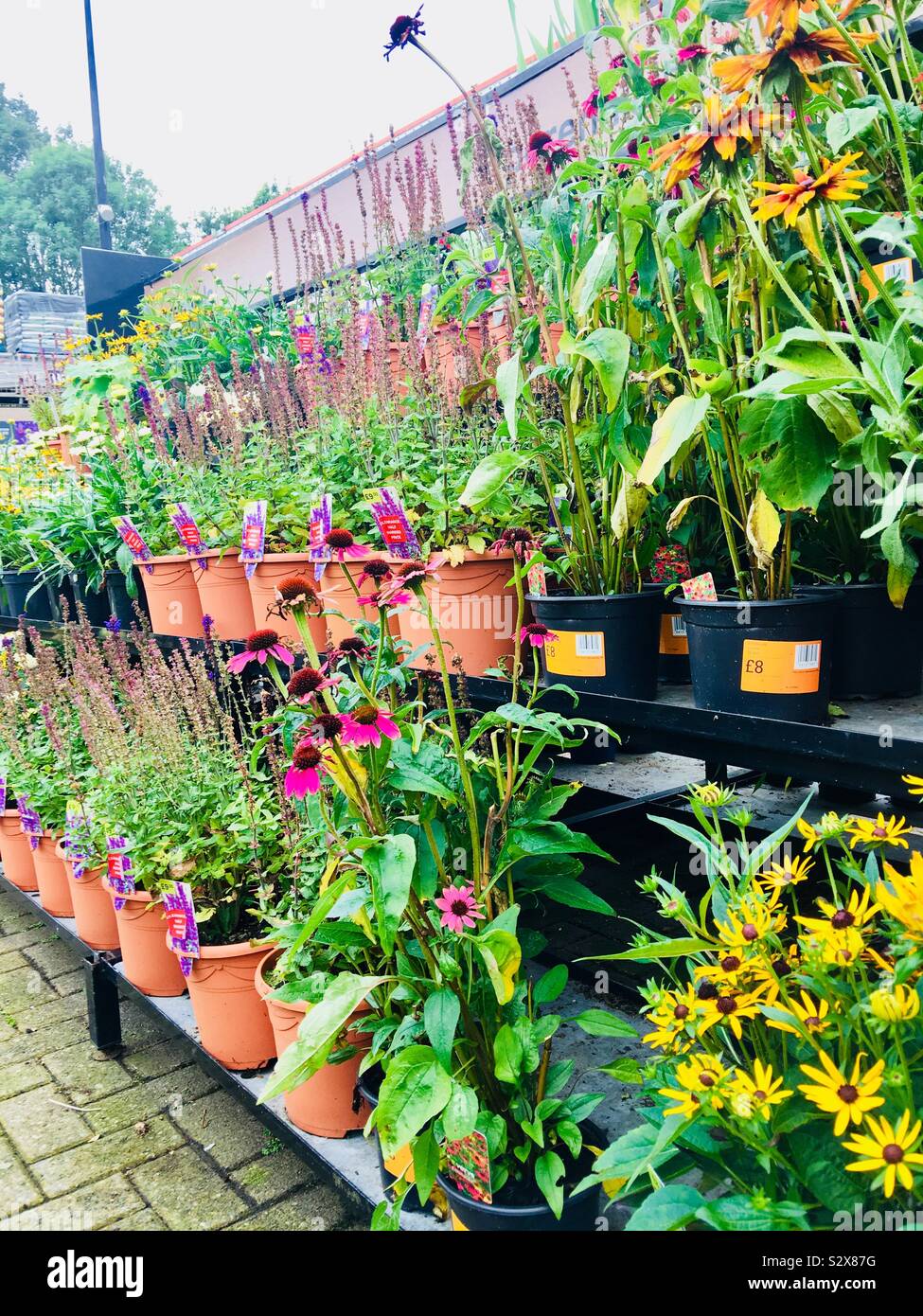 Plants for sale Stock Photo - Alamy