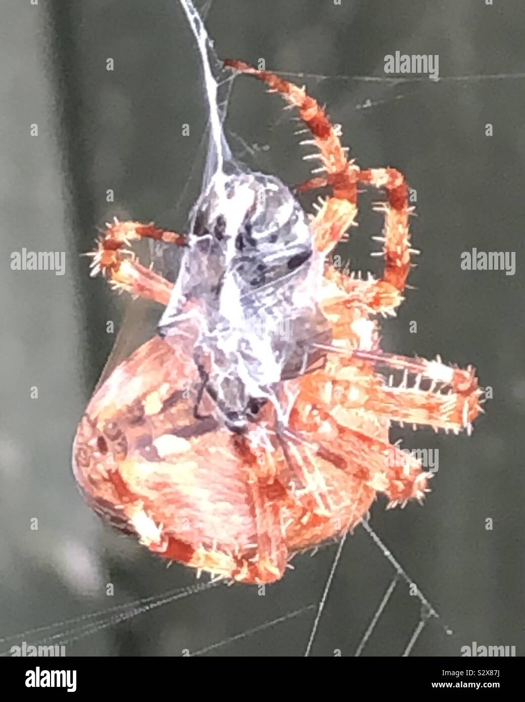 Spider attack hi-res stock photography and images - Alamy