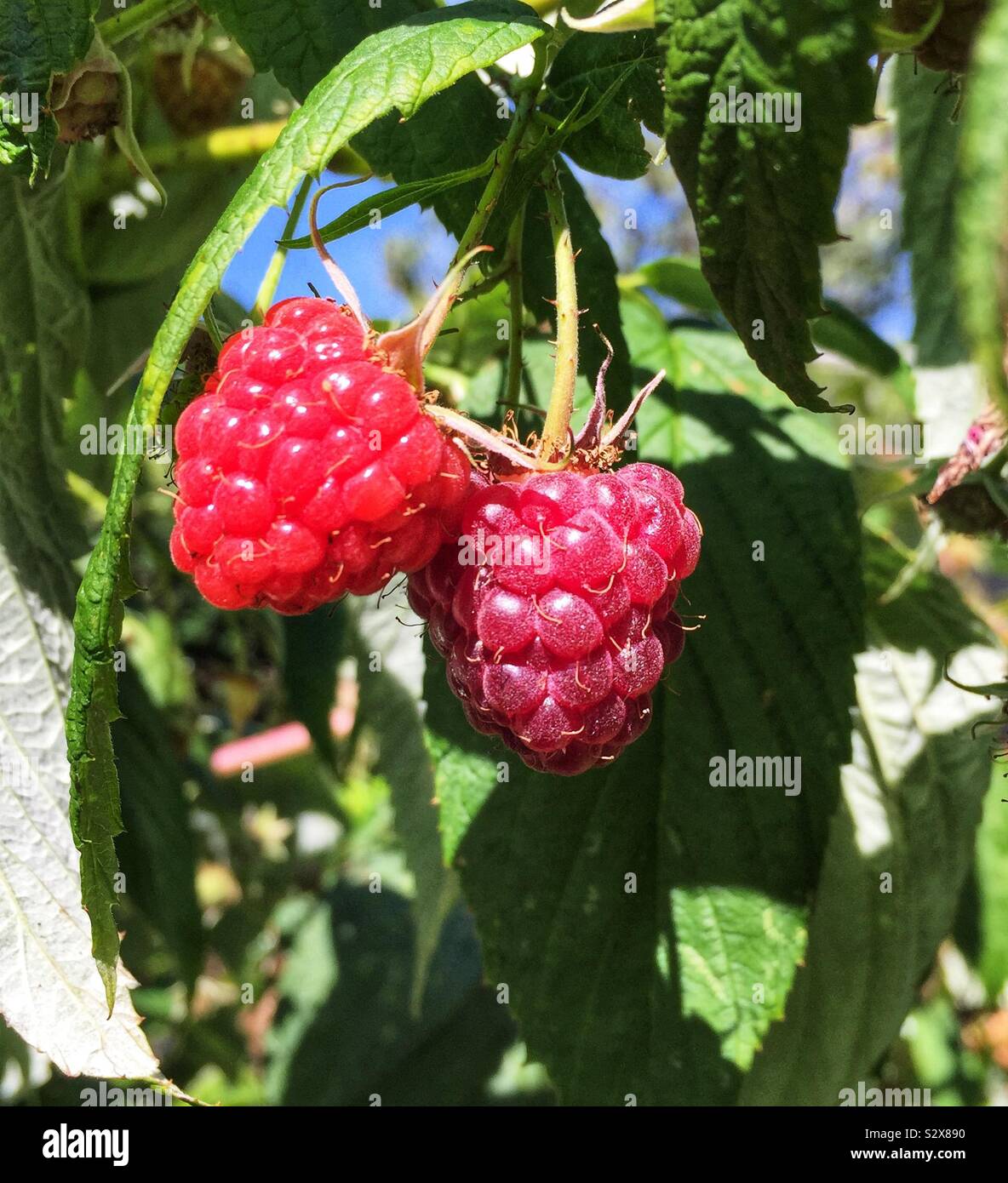 Loganberry hi-res stock photography and images - Alamy