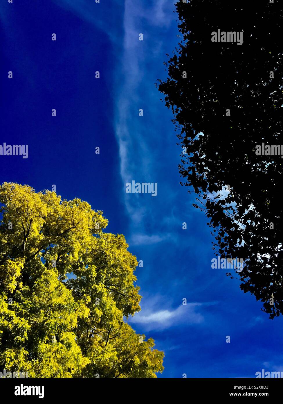 Bright dark green hi-res stock photography and images - Alamy