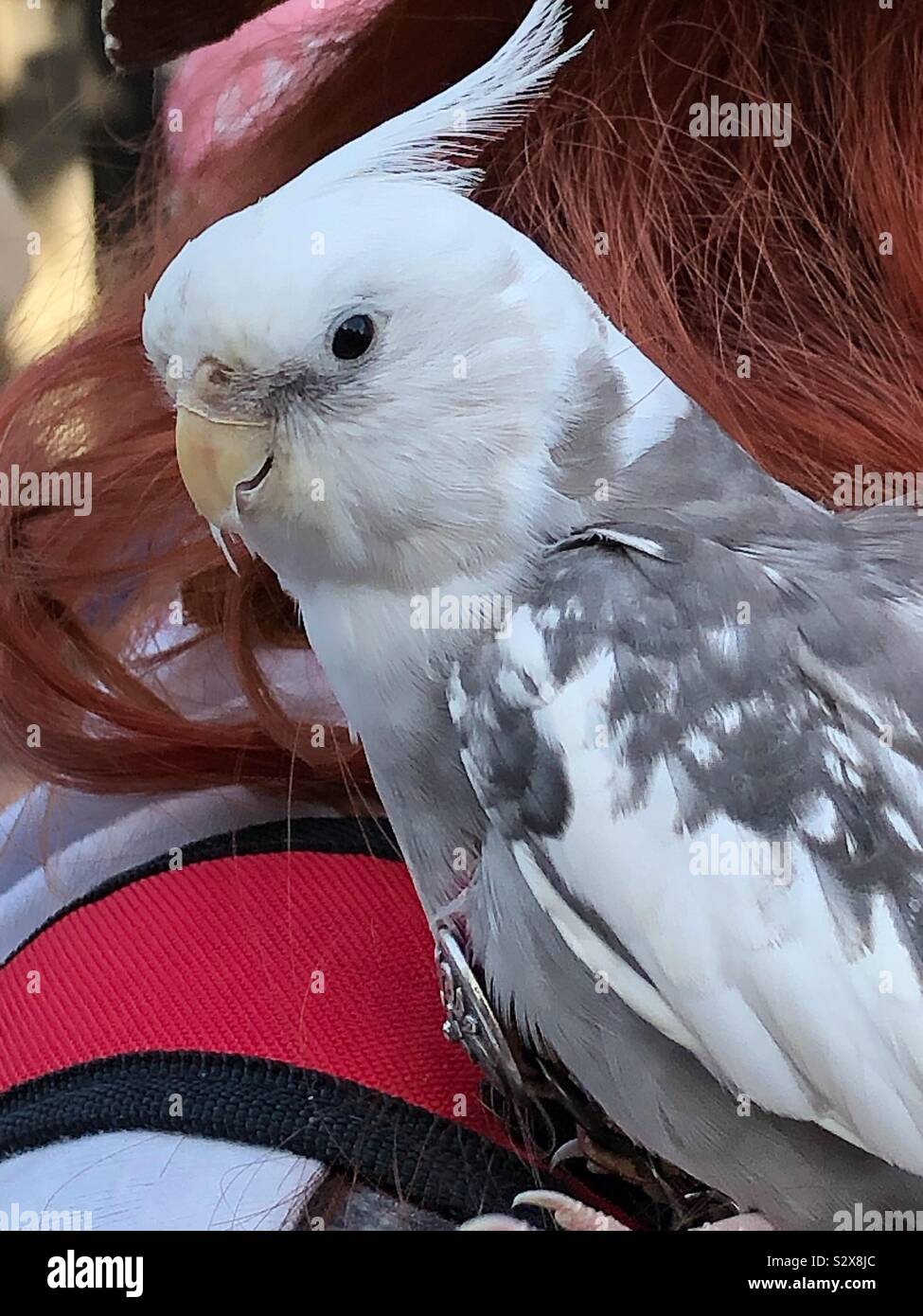 A domestic bird perched on a person’s shoulder Stock Photo - Alamy