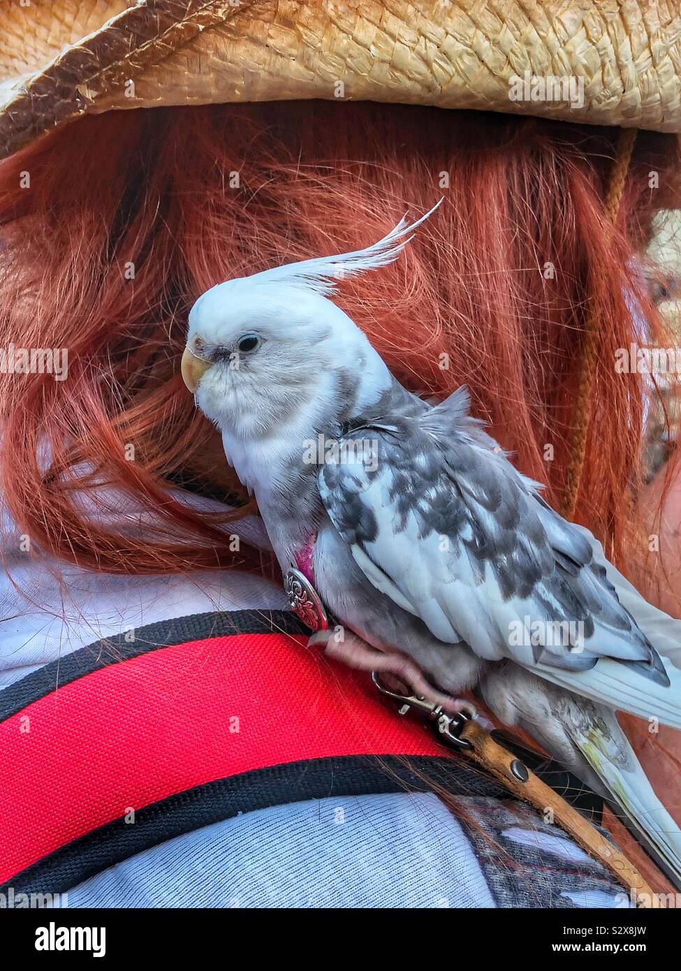 Profile of a bird hi-res stock photography and images - Alamy