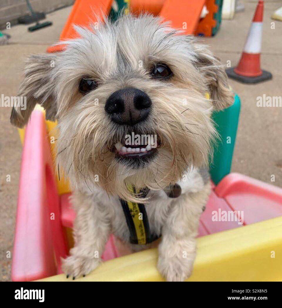 Happy scruffy dog hi-res stock photography and images - Alamy