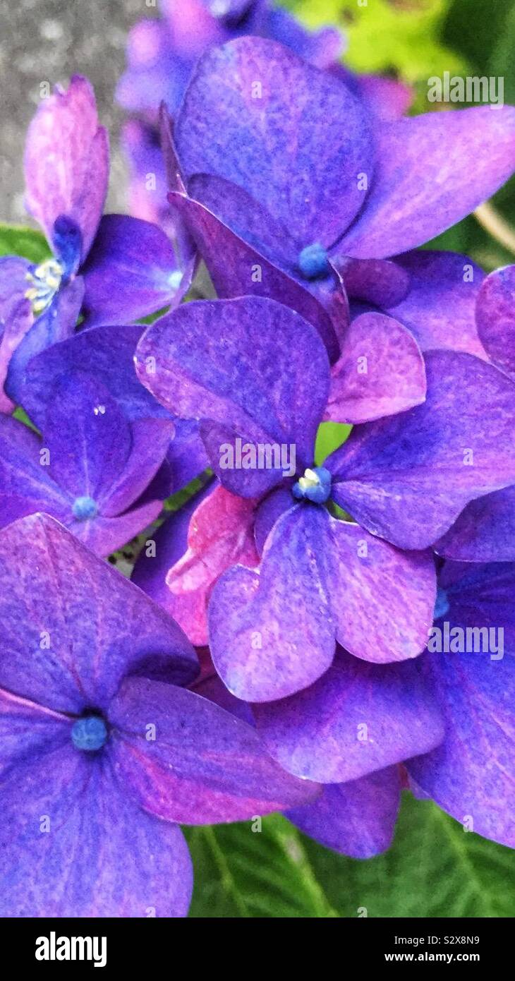 Brilliant color hi-res stock photography and images - Alamy