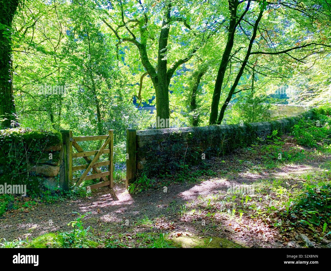 Open gate in the forest Stock Photo - Alamy