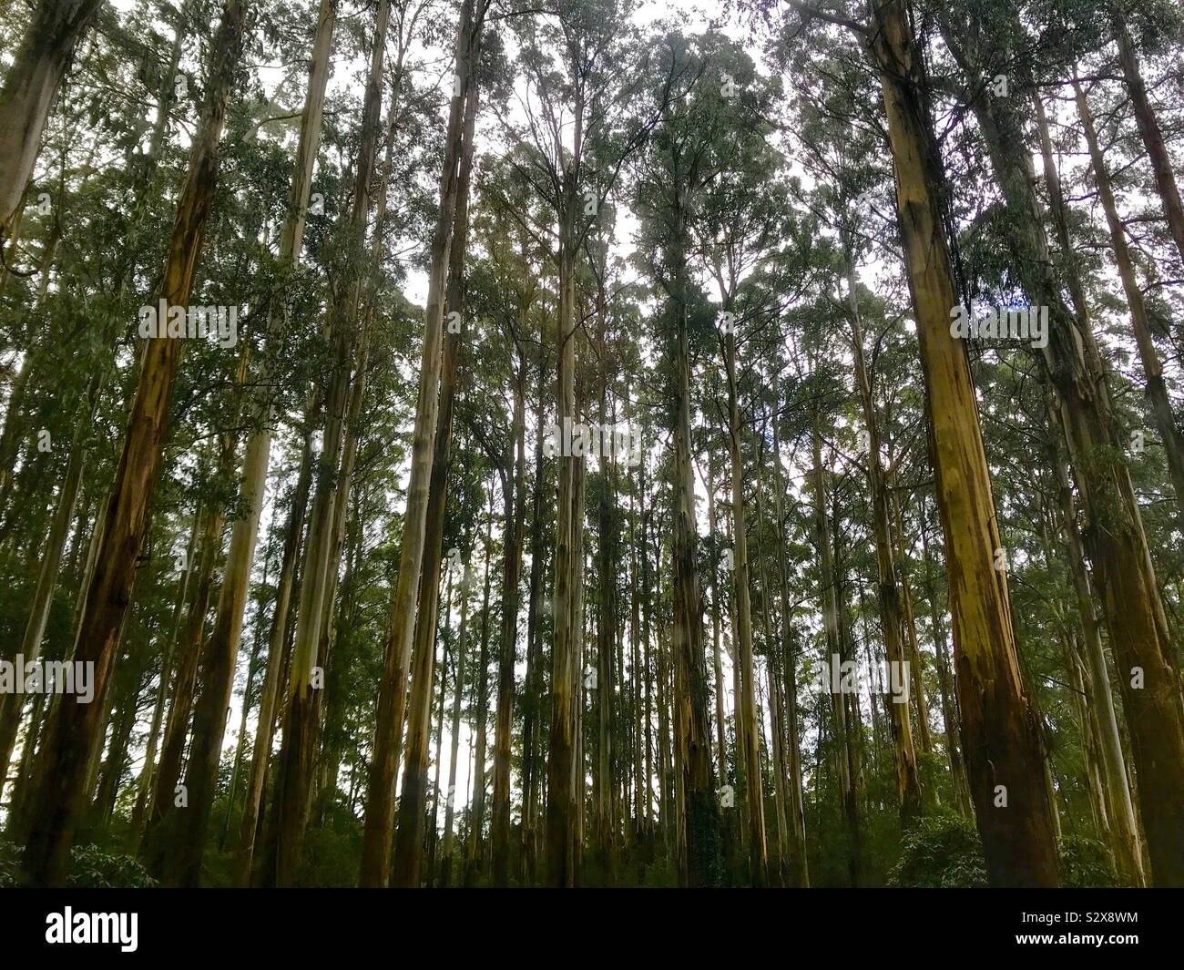 Tall mountain ash forest trees in Australian eucalyptus forest Stock ...