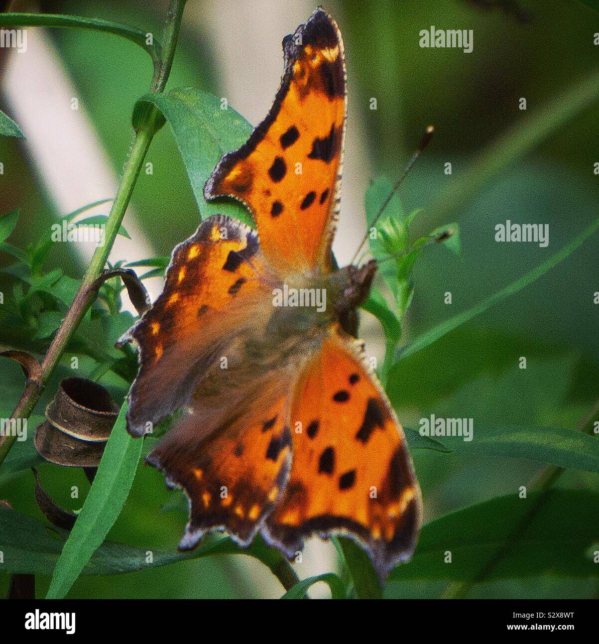Eastern comma butterfly hi-res stock photography and images - Alamy