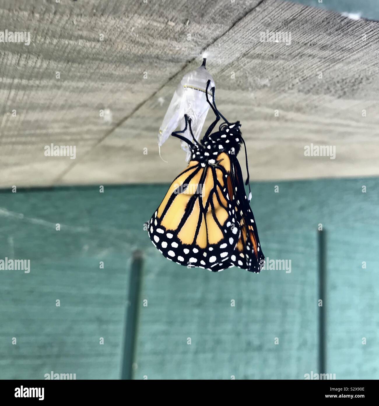 Monarch butterfly chrysalis emerging hi-res stock photography and ...