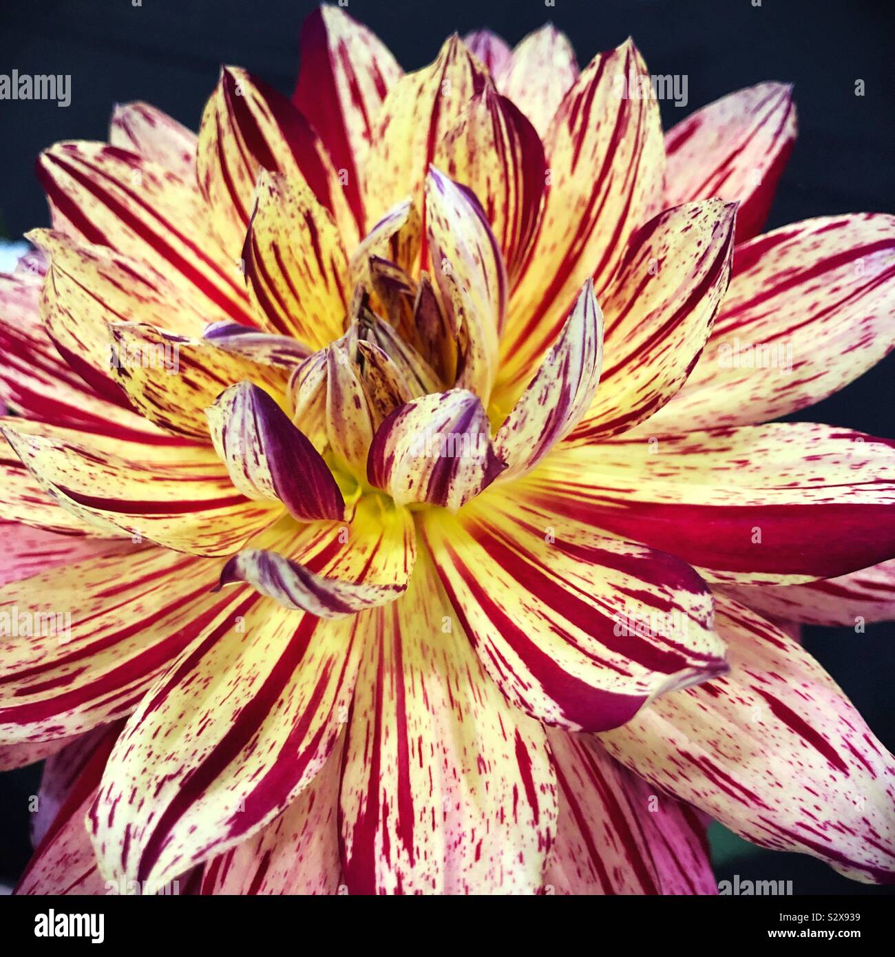 Hollyhill hi-res stock photography and images - Alamy