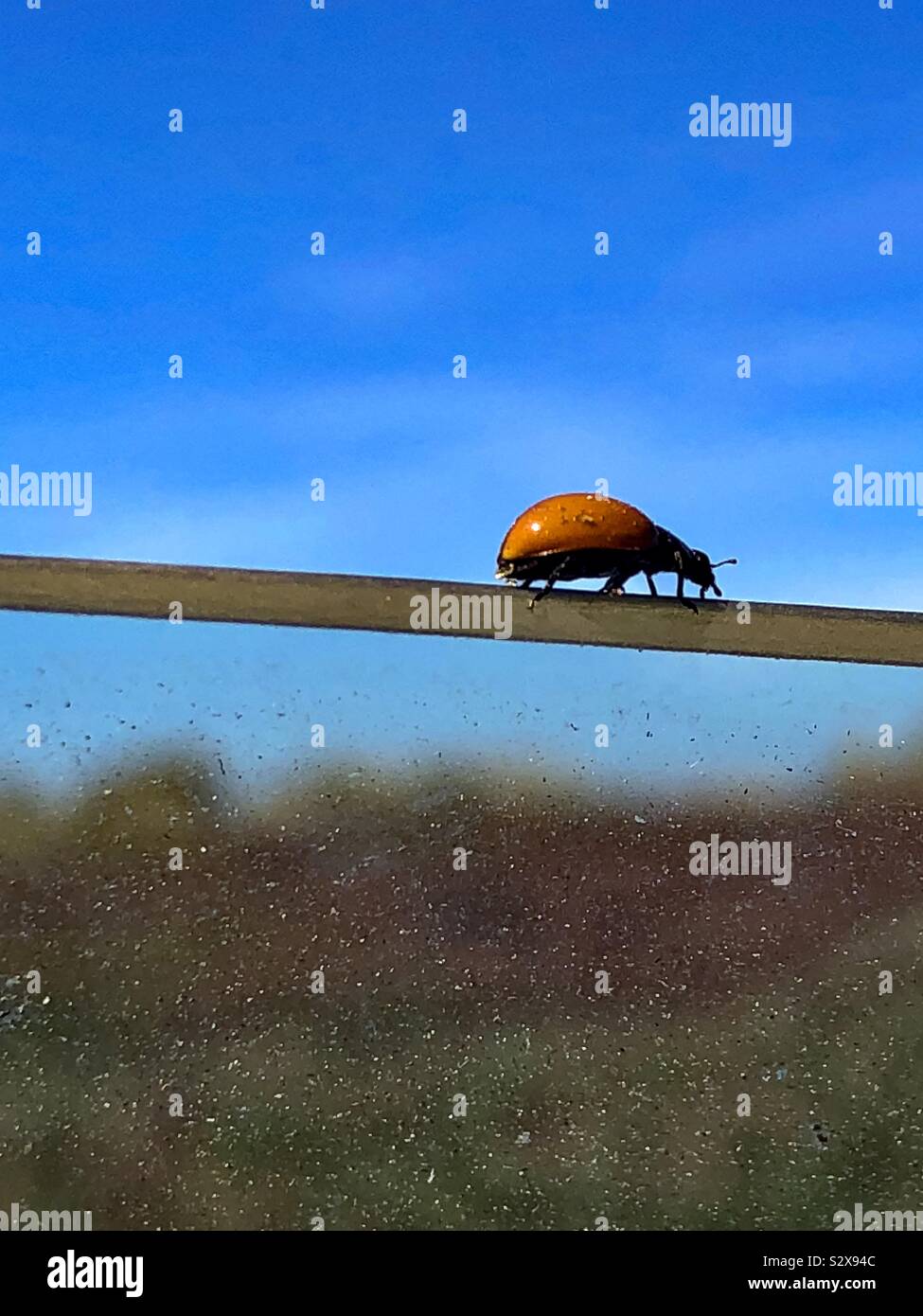 A ladybug walking the edge of a dirty car window, about to fly off into ...