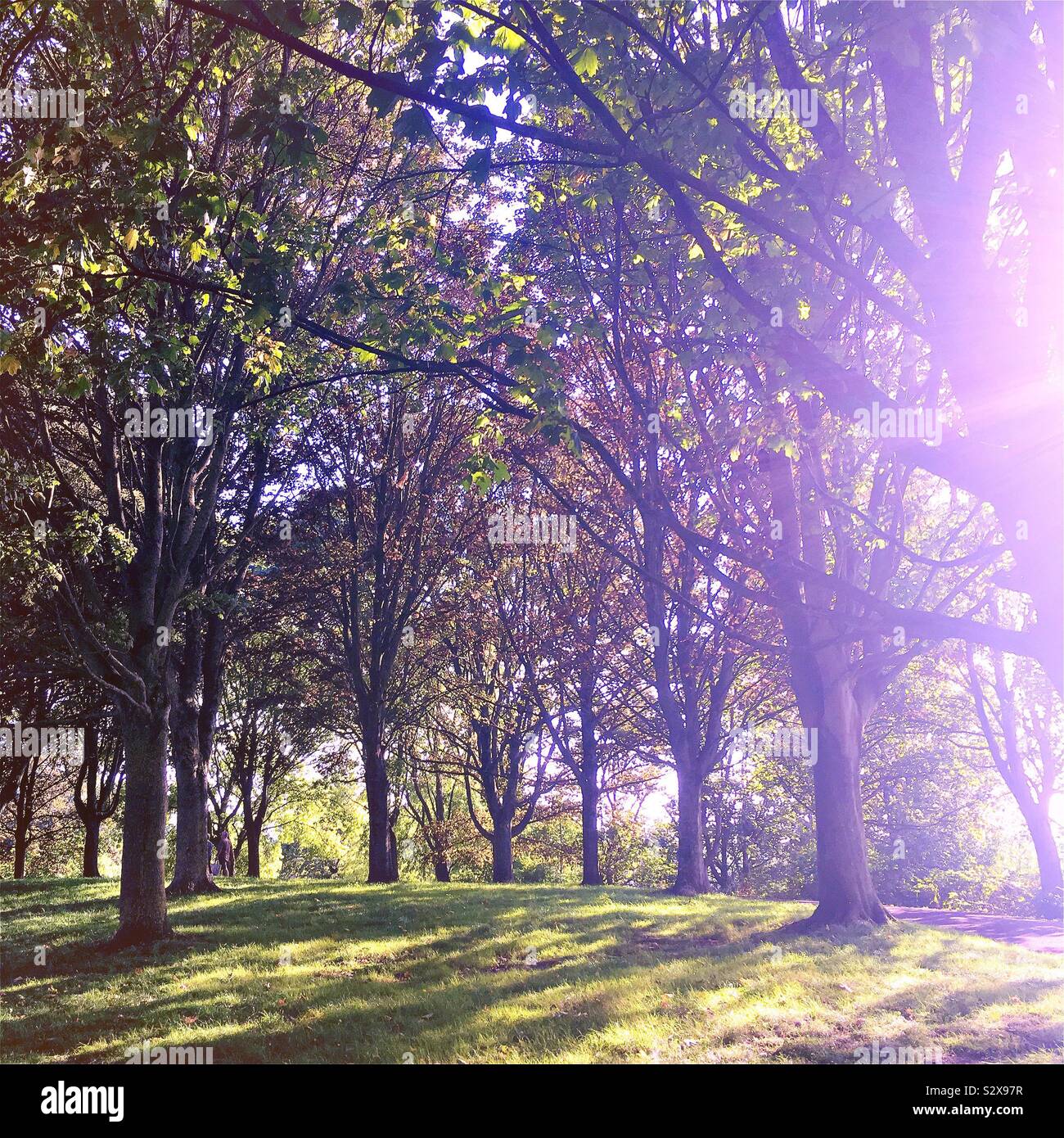 Daylight through trees hi-res stock photography and images - Alamy
