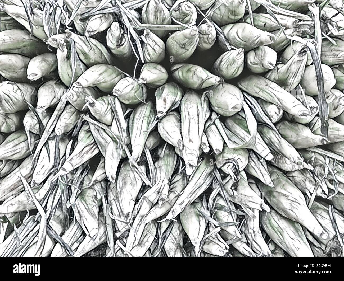 Black and white photo of a stack of farm fresh corn in their husks ...